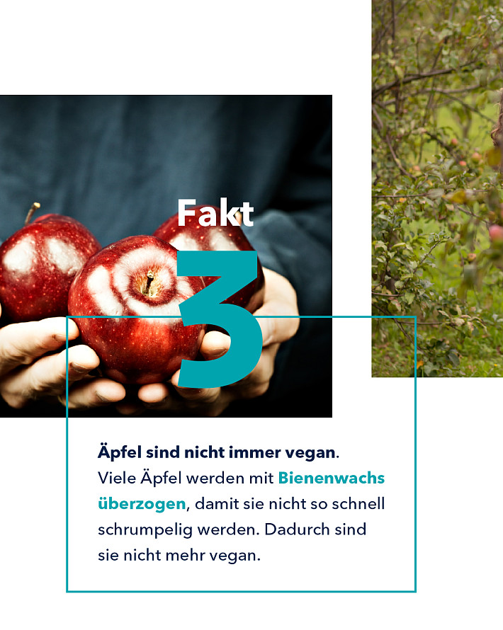 Herbstzeit ist Apfelzeit, 5 Fakten über Äpfel | NAH.SH